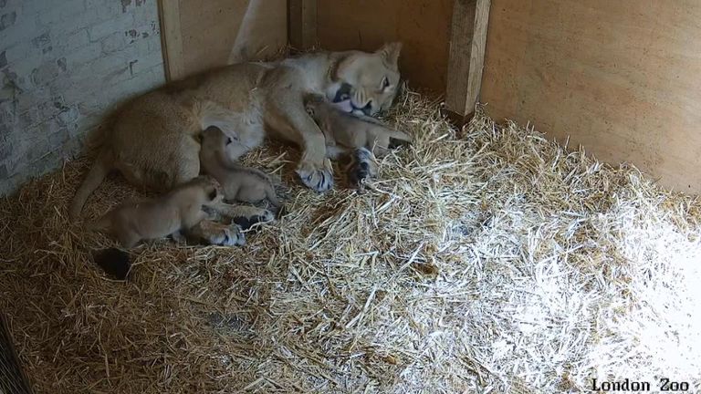 London Zoo celebrates birth of endangered Asiatic lion cubs | UK News ... London Zoo celebrates birth of endangered Asiatic lion cubs | UK News ...