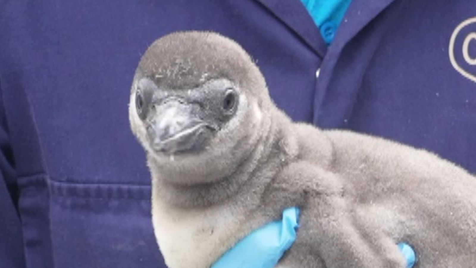 Chester Zoo welcomes eleven endangered penguins for the first time in a ...