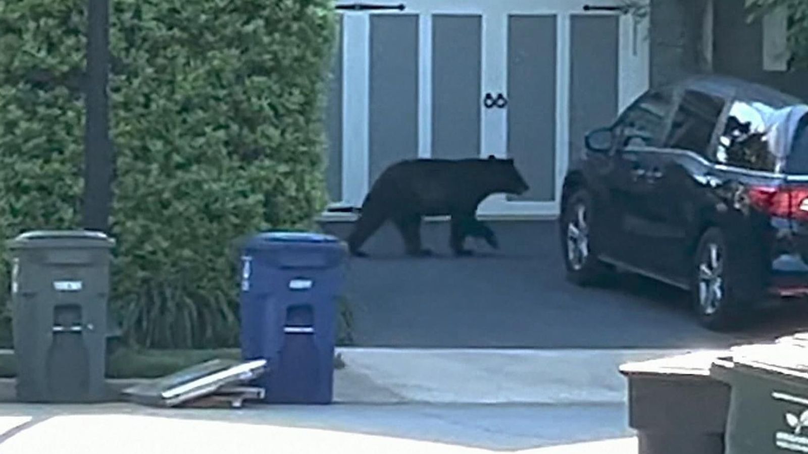 US: Black bear roams around residential neighbourhood in Virginia | US ...