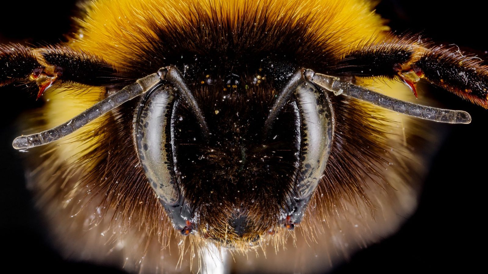 Incredible close-up photos of bees inspire exhibition in Liverpool ...
