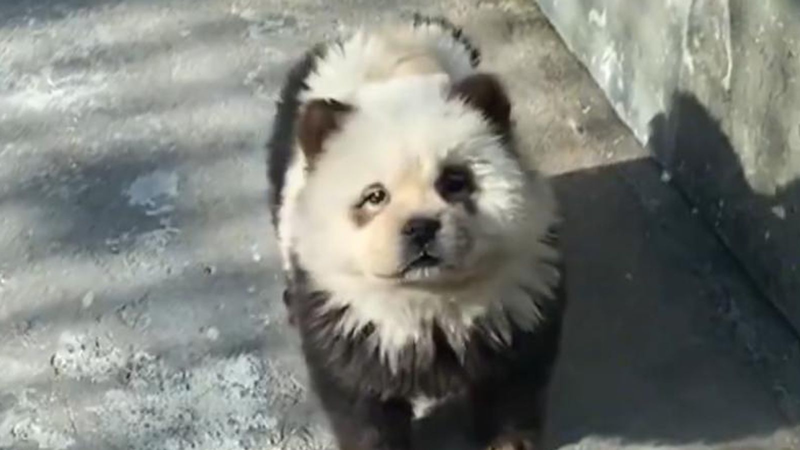 A Chinese zoo is under fire after dyeing dogs black and white for its ...