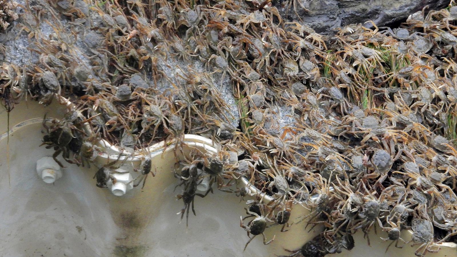 Public told to report Asian hornet sightings amid warning of surge in invasive species | UK News ...