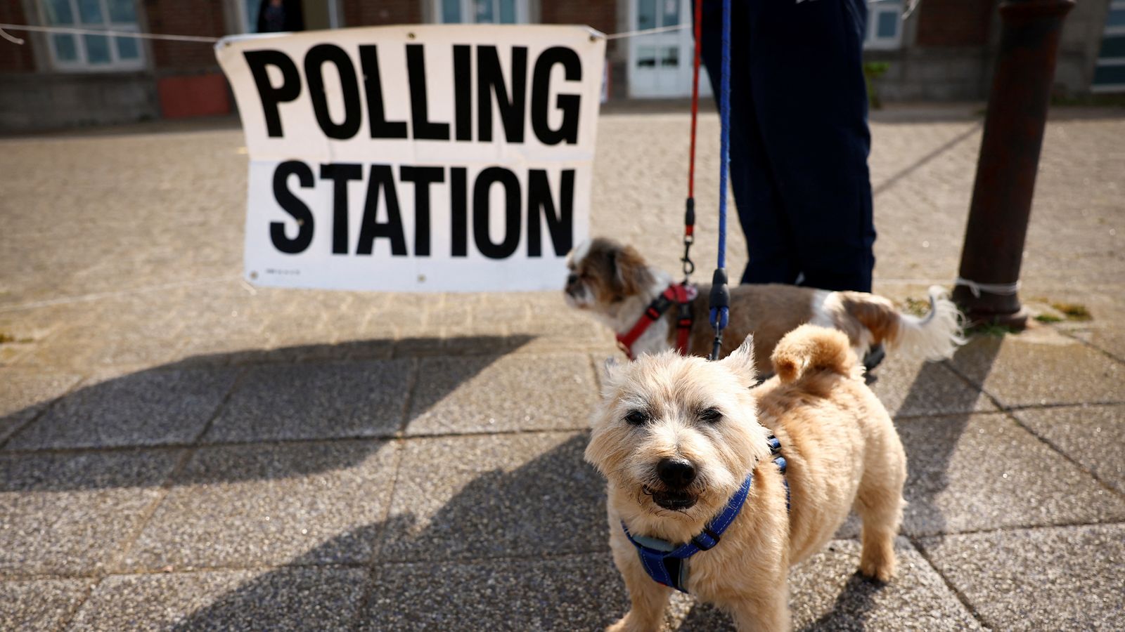 Dogs at polling stations: A round-up of democracy-loving pups on local ...