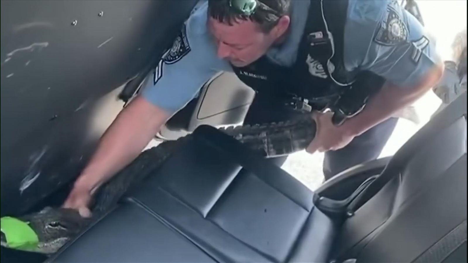 US: Police catch alligator wandering through Georgia neighbourhood ...