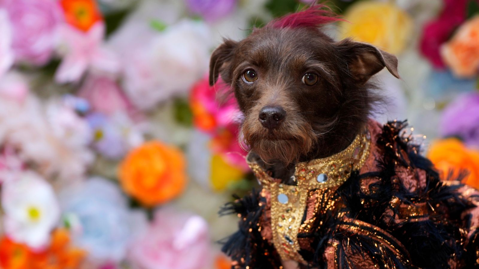 Pet Gala pictures: Best-dressed dogs on this year's red carpet | Ents ...
