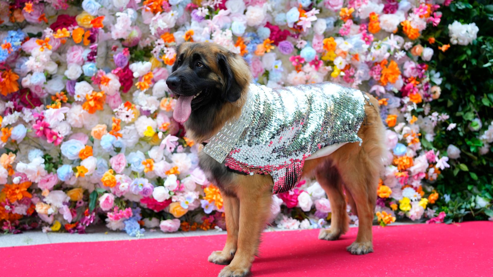Pet Gala pictures: Best-dressed dogs on this year's red carpet | Ents ...