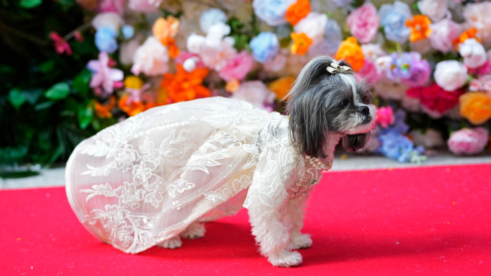 Pet Gala pictures: Best-dressed dogs on this year's red carpet | Ents ...