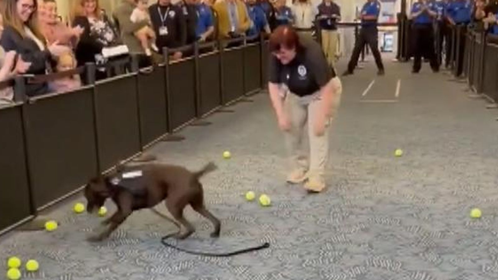 Milwaukee Airport's retiring explosive detection dog showered with toys ...