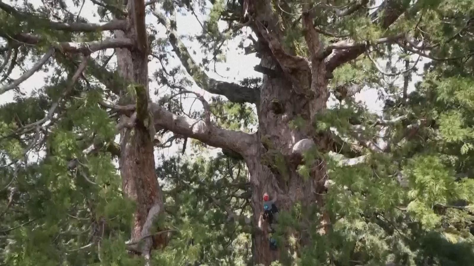 World's largest tree in Sequoia National Park in California passes its ...