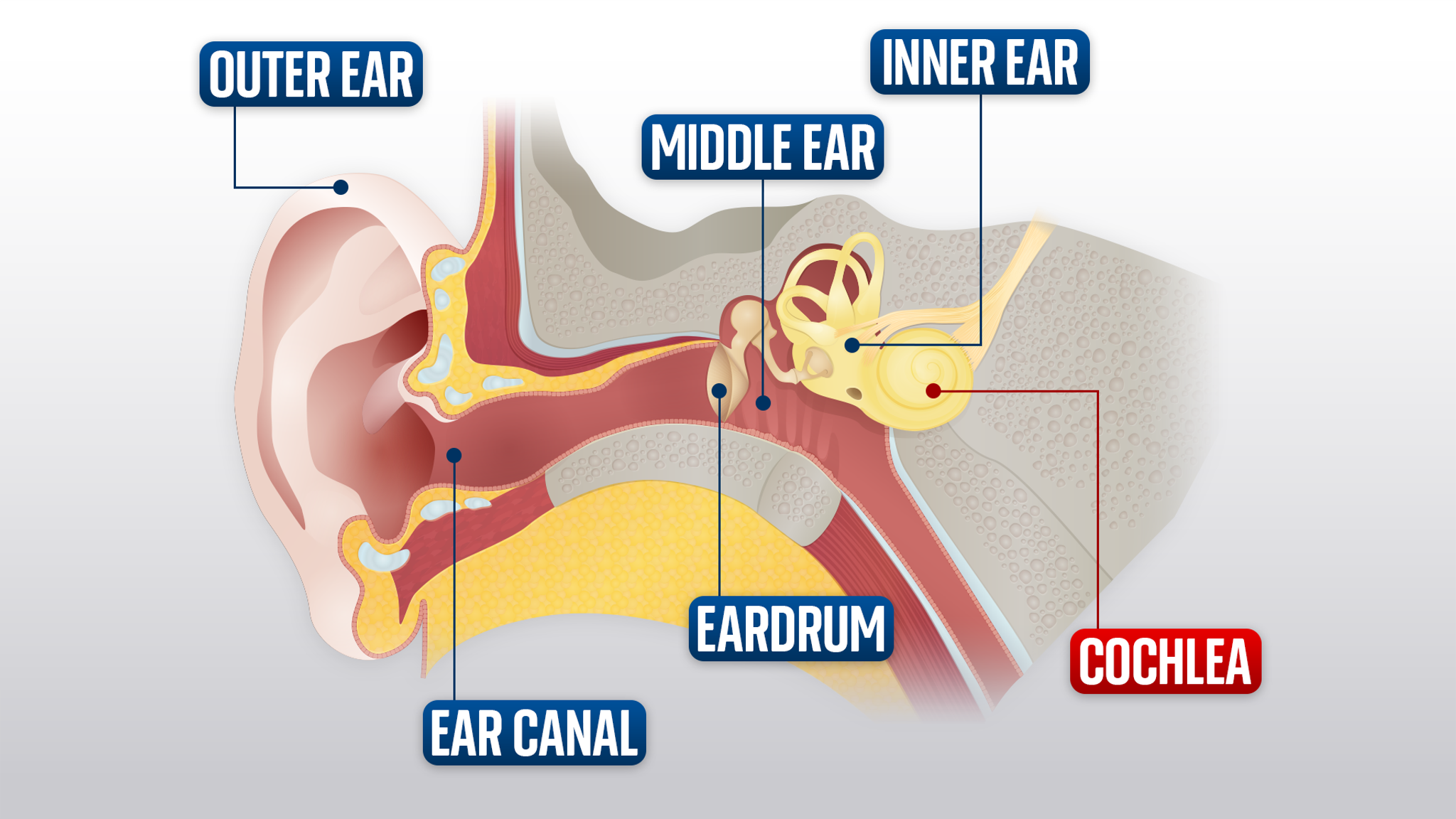 British girl's hearing restored in pioneering gene therapy trial ...