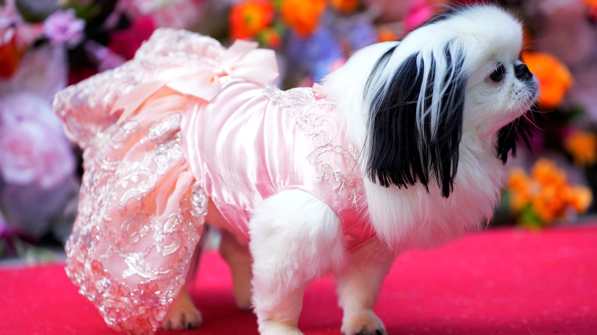 Pet Gala pictures: Best-dressed dogs on this year's red carpet | Ents ...