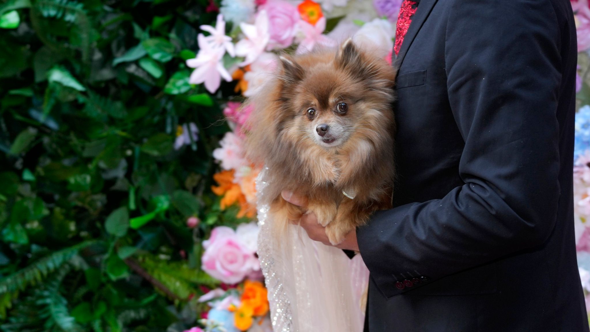 Pet Gala pictures: Best-dressed dogs on this year's red carpet | Ents ...