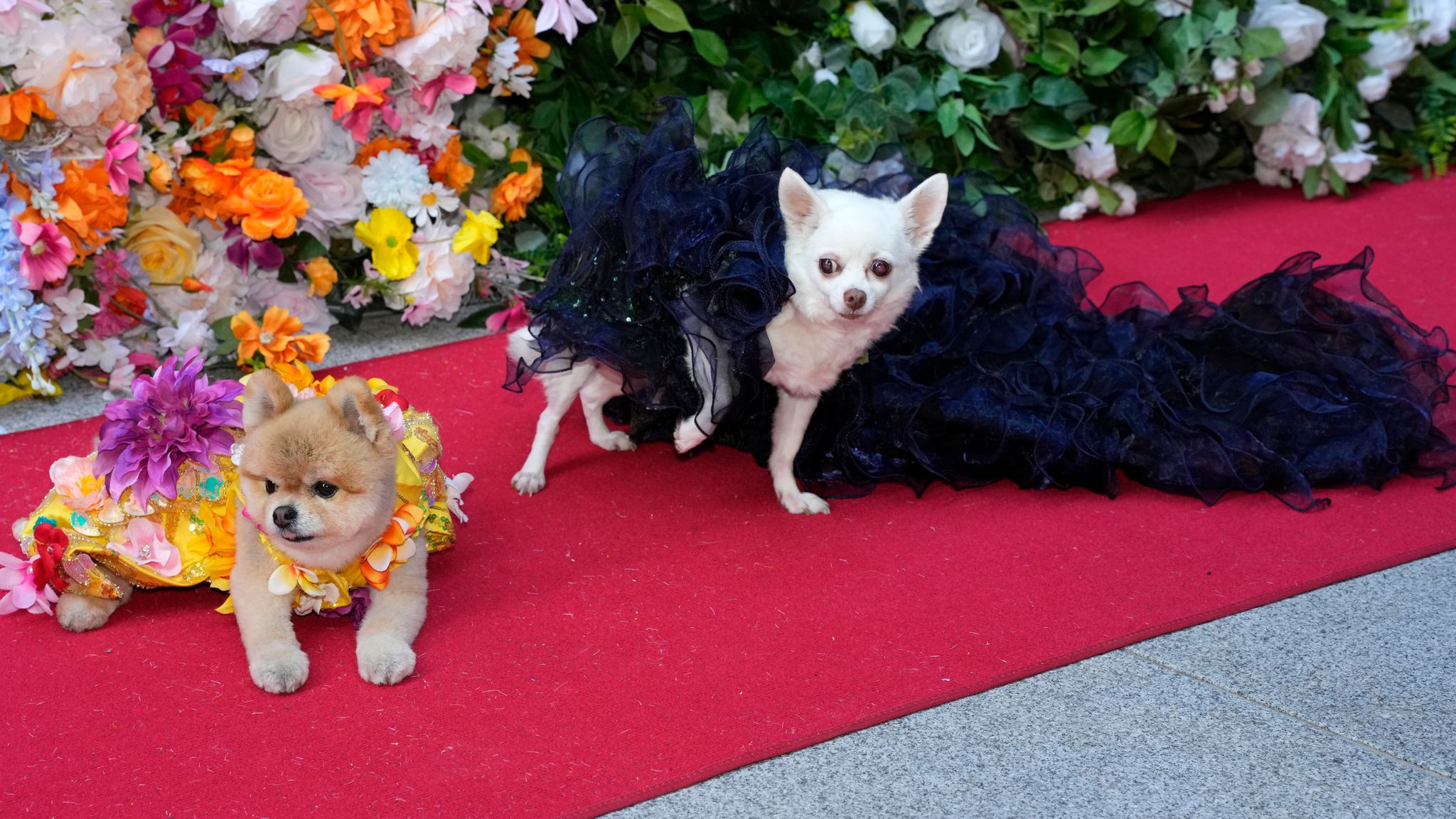 Pet Gala pictures: Best-dressed dogs on this year's red carpet | Ents ...