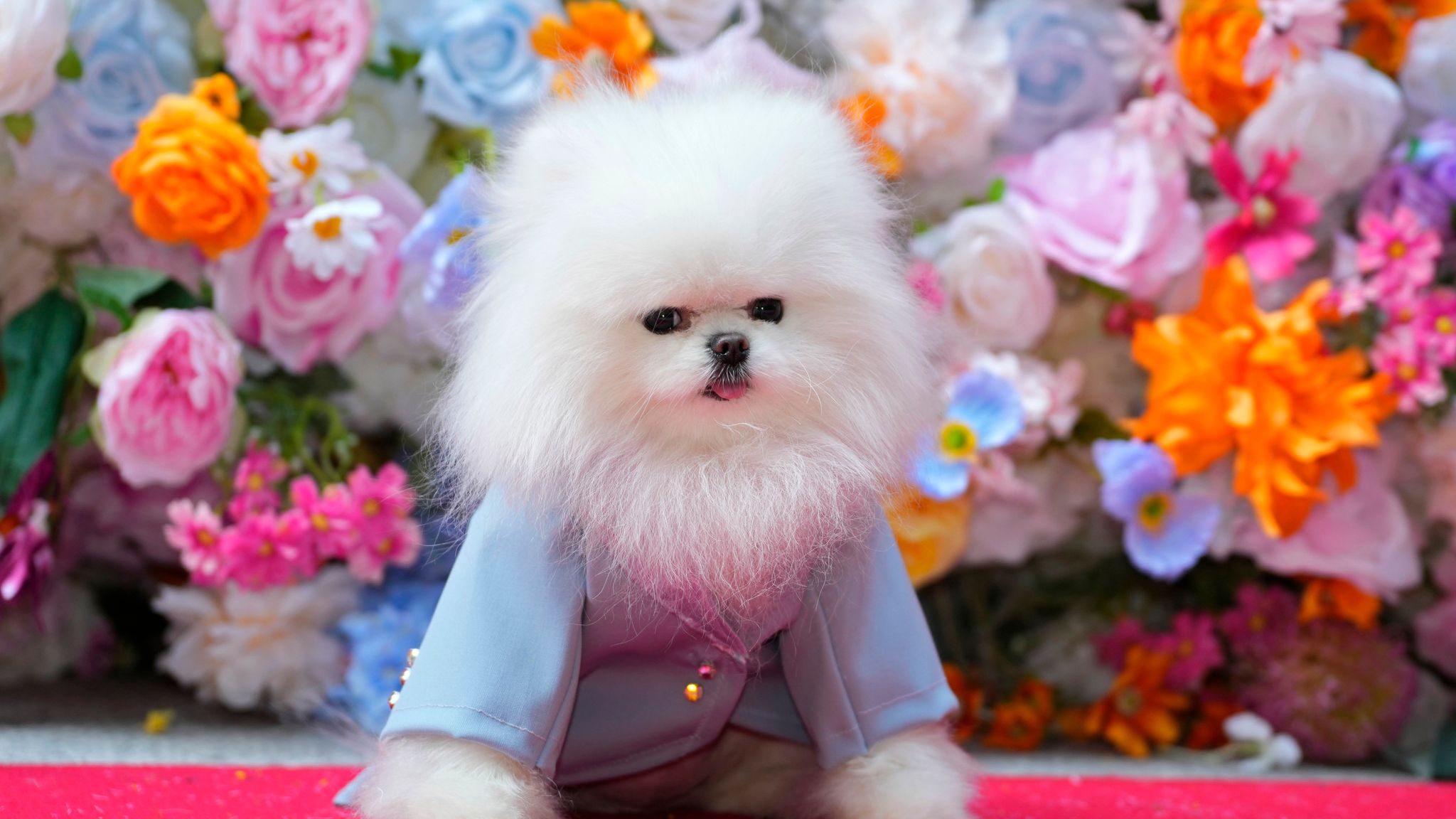 Pet Gala pictures: Best-dressed dogs on this year's red carpet | Ents ...