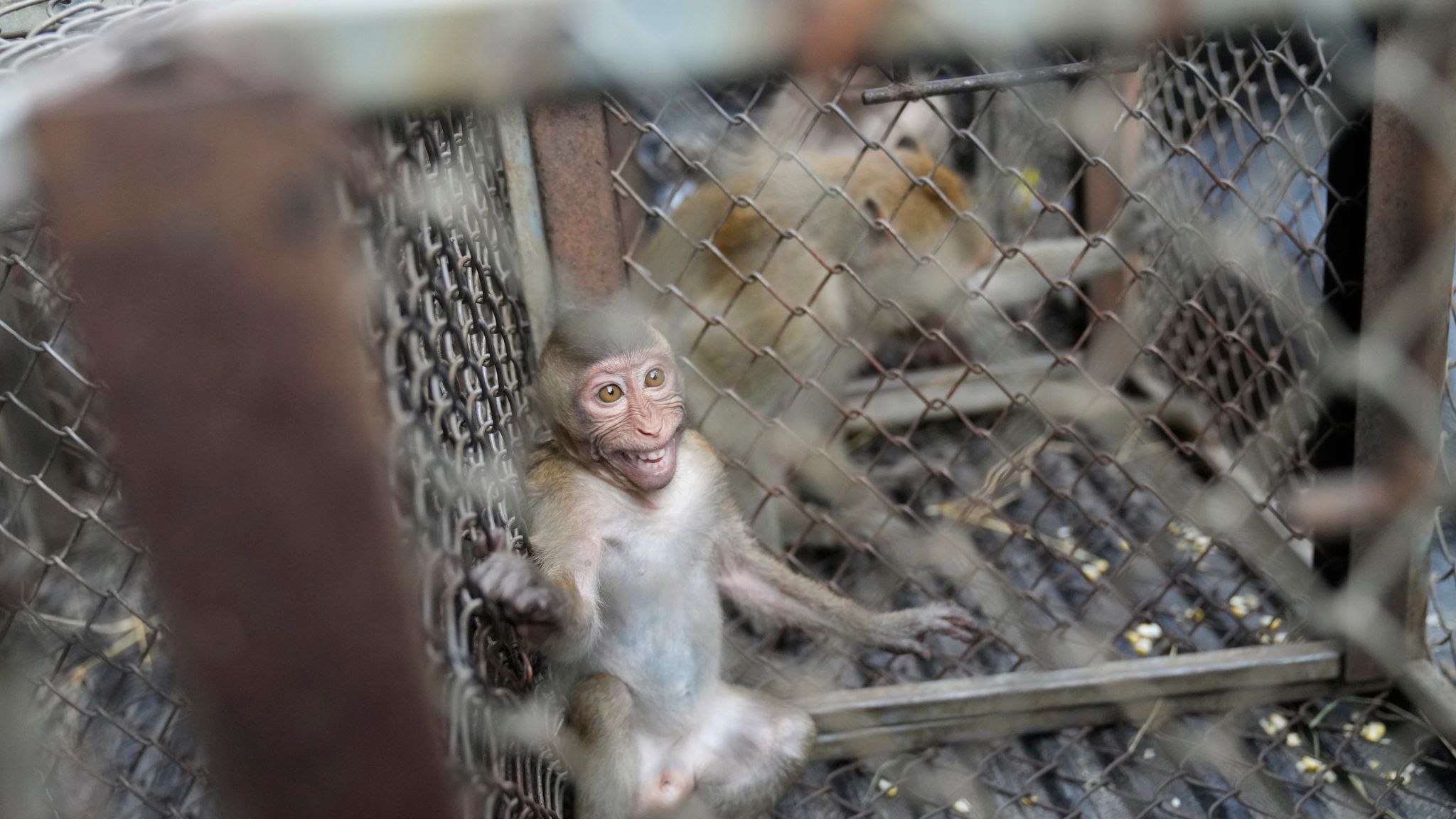 Thousands of marauding monkeys turn Thai town against them | World News ...