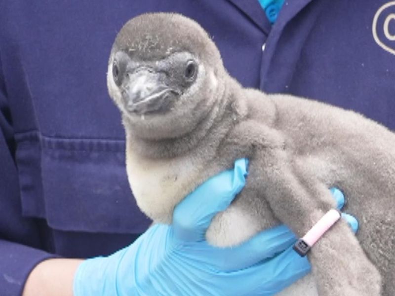 Penguin Birth