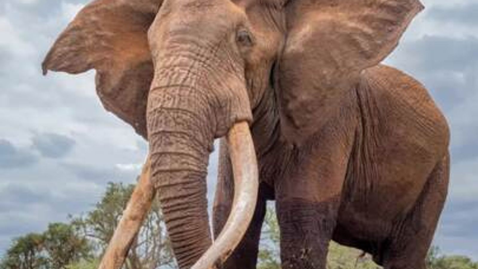 How do elephants talk to each other? | News UK Video News | Sky News