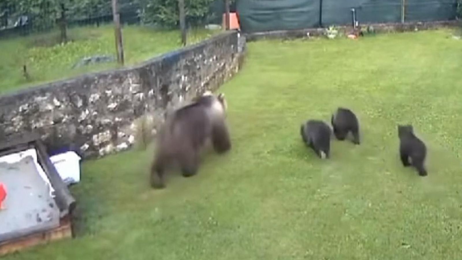 Mother bear and three cubs spotted strolling into a private garden in ...
