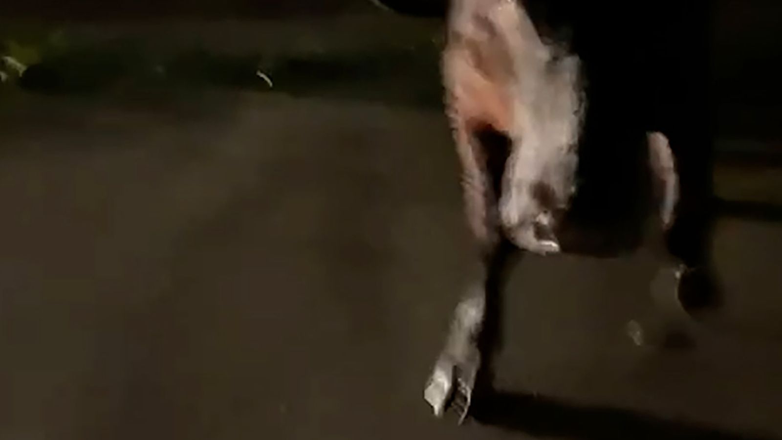 Farmer's partner says officer who rammed cow in police car should be ...