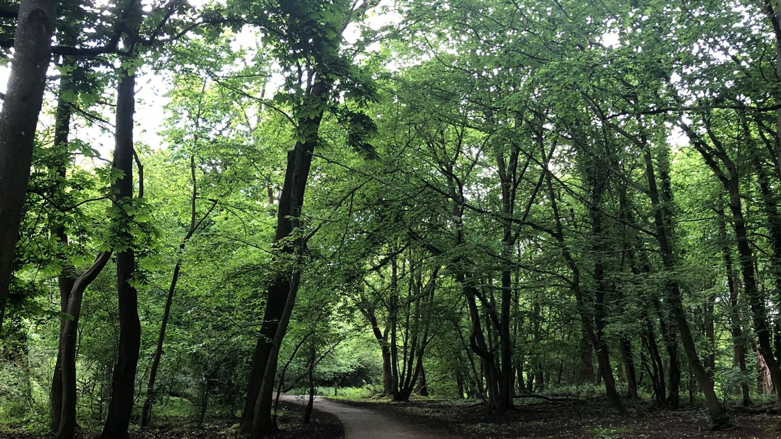 Forest bathers extol benefits of ecotherapy amid mental health crisis ...