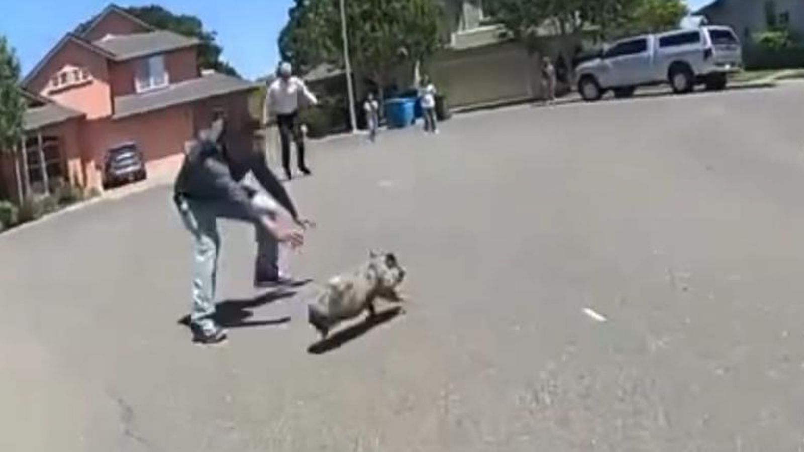 Runaway piglet called Pickles sends police on wild chase in California ...