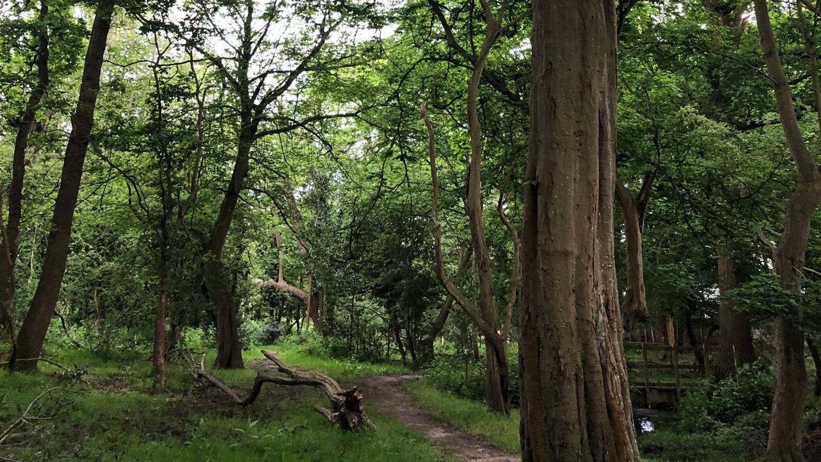 Forest bathers extol benefits of ecotherapy amid mental health crisis ...