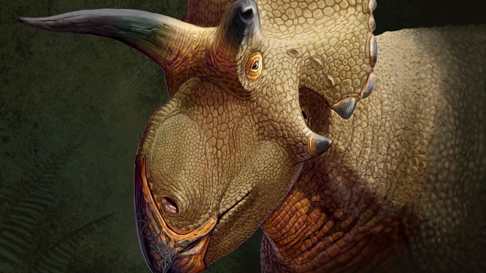 Newly discovered 22ft Lokiceratops had 'largest frill horns ever' seen ...