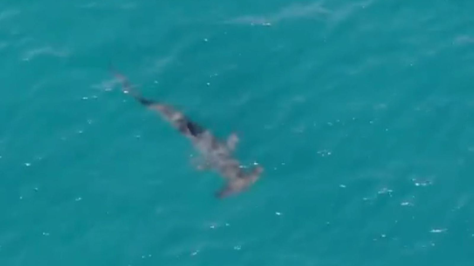 Gran Canaria: Hammerhead shark spotted near popular tourist beach ...