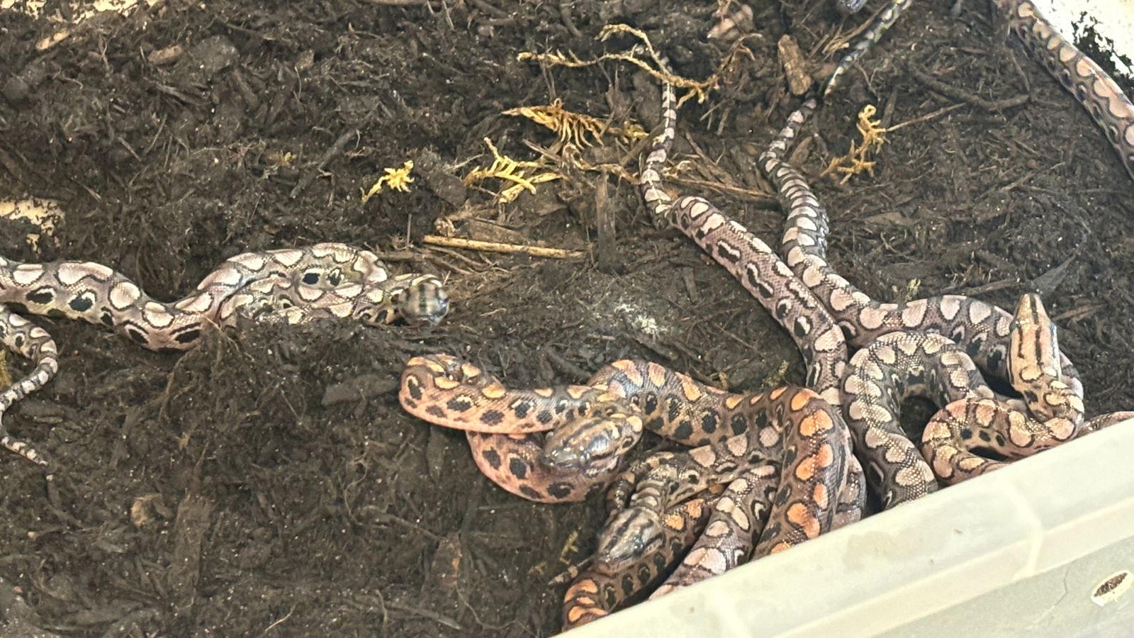 Ronaldo the 6ft ‘male’ snake gives birth to 14 babies in rare ‘virgin ...