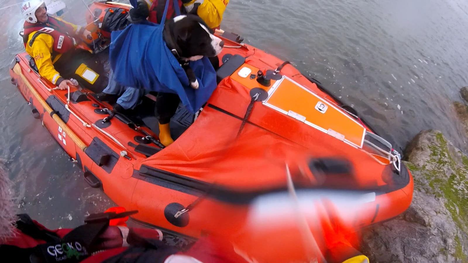 Dog and owner rescued by lifeboat after getting stranded on rocks | UK ...