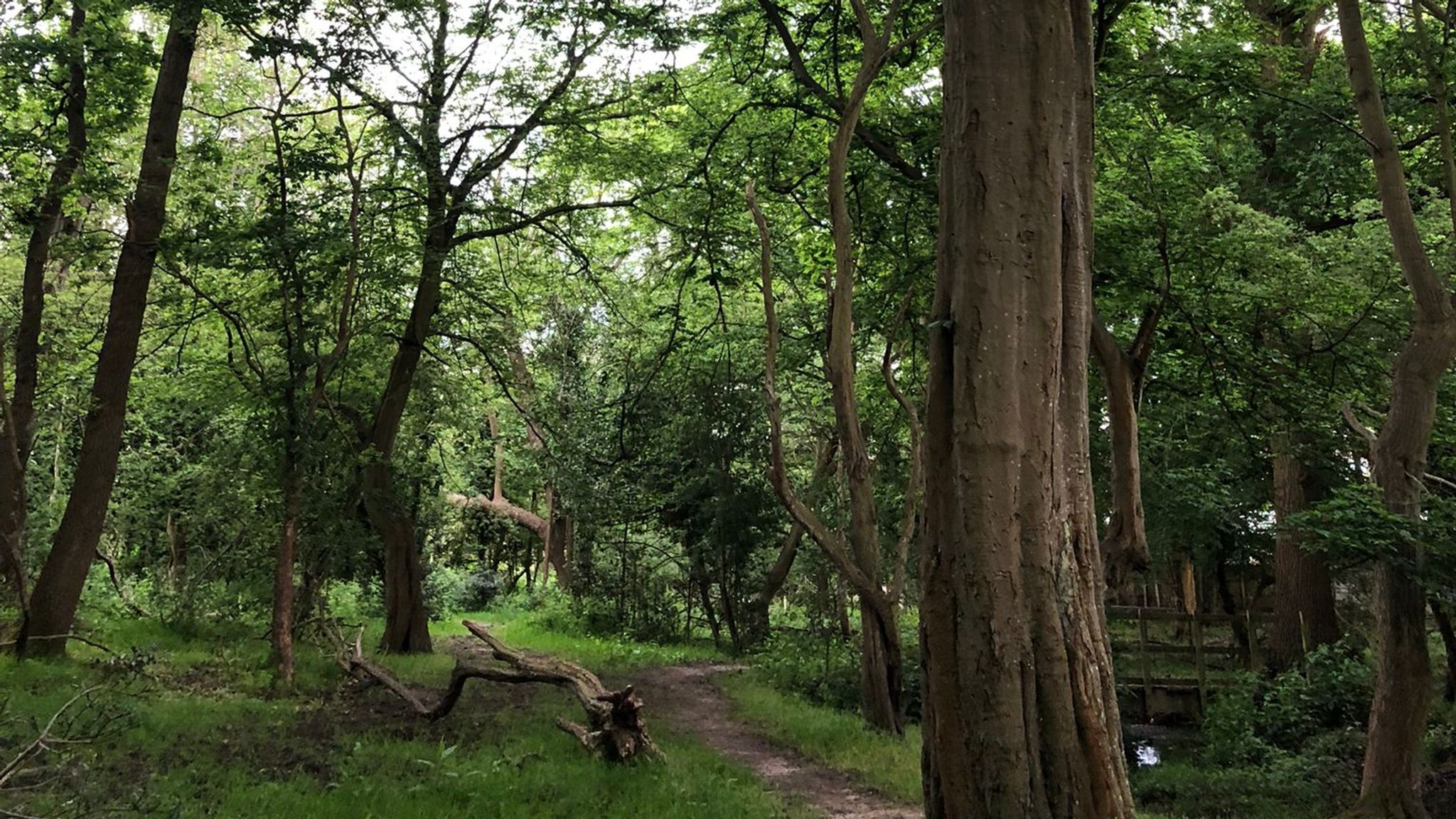 Forest bathers extol benefits of ecotherapy amid mental health crisis ...