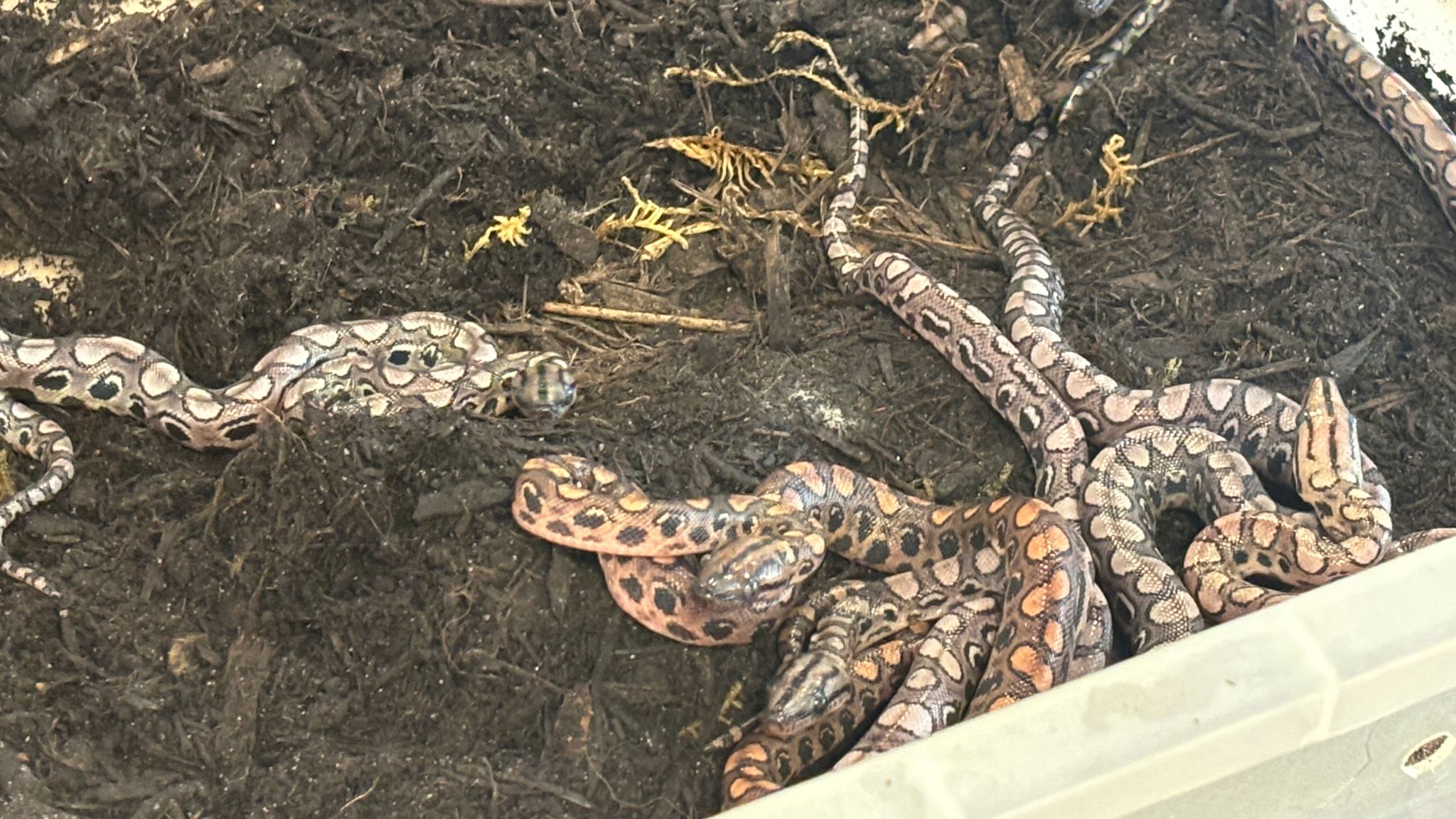 Ronaldo the 6ft 'male' snake gives birth to 14 babies in rare 'virgin ...