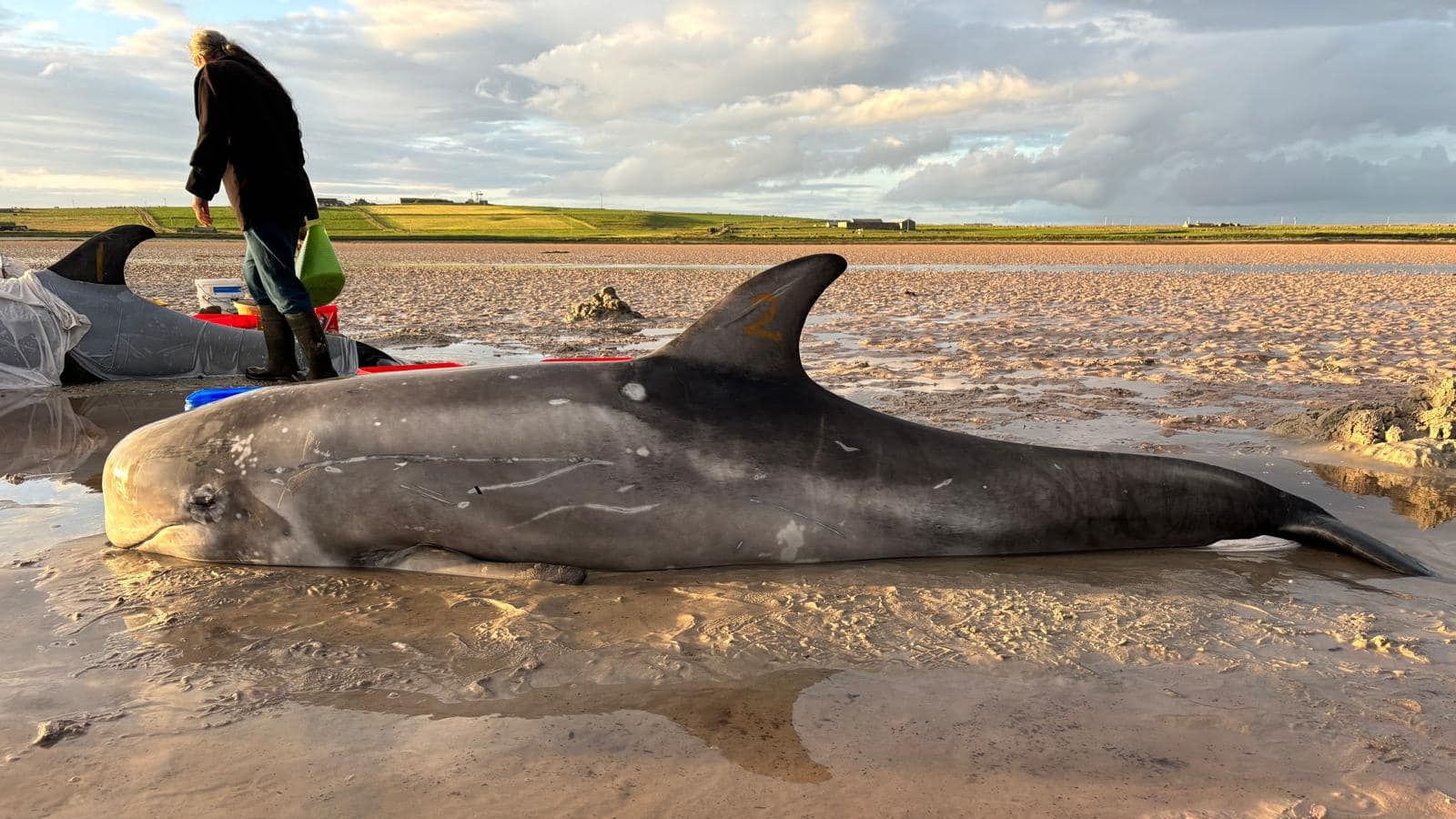 Members of the public help save stranded dolphins in Orkney | UK News ...