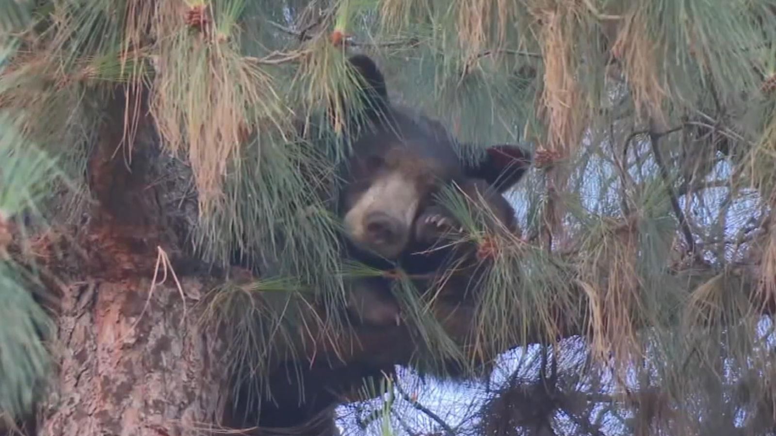 California: Bear captured after camping out in a tree in LA ...