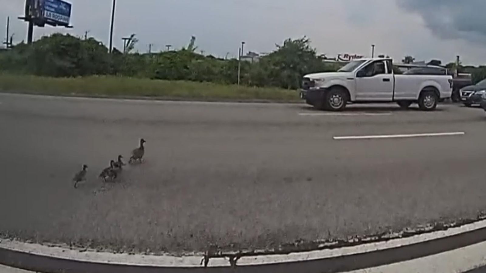US: Police hold back traffic to help family of ducks cross busy ...