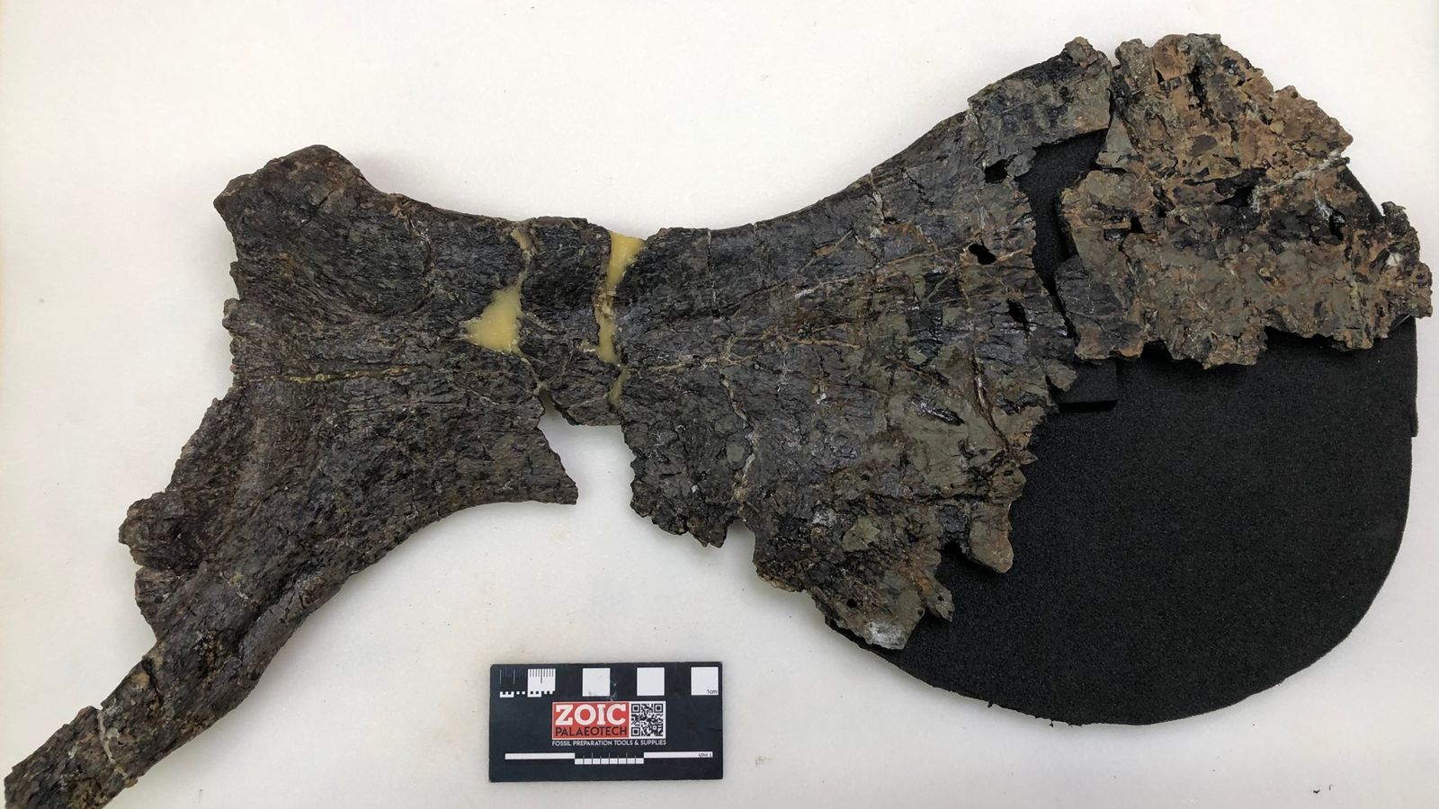 Most complete dinosaur fossil in a century discovered on the Isle of ...