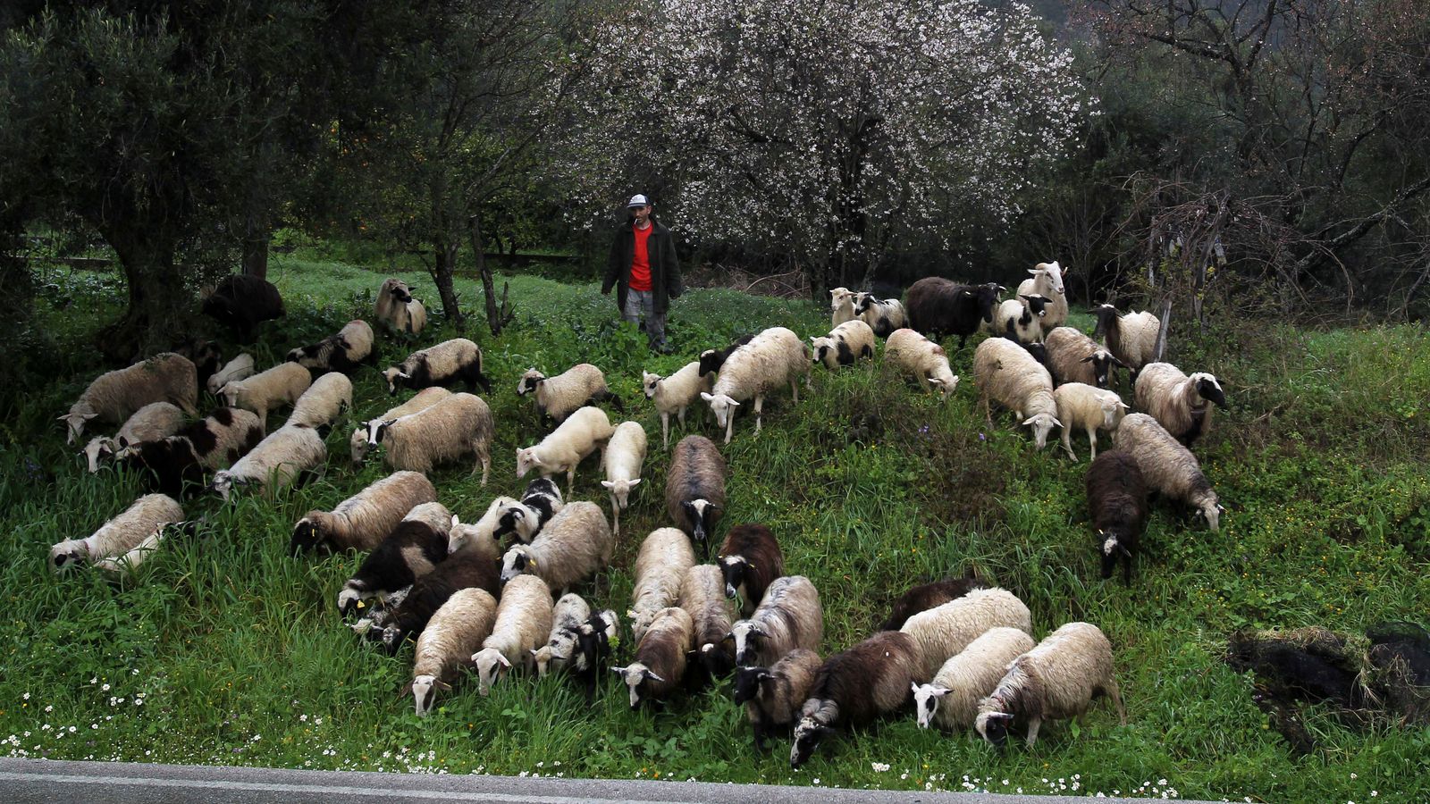 Greece bans movement of goats and sheep to combat spread of 'goat ...