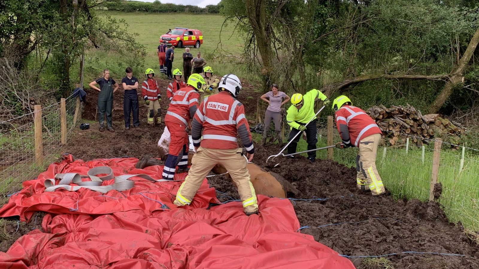 Fire crews rescue 20-year-old horse from bog in Brecon | UK News | Sky News