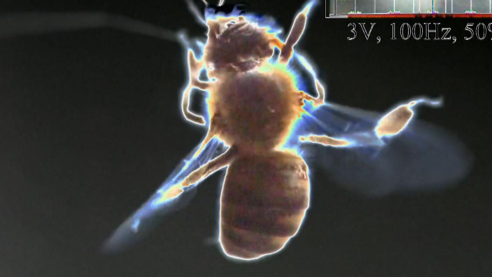 China develops insect cyborgs controlled by Bluetooth | Science ...