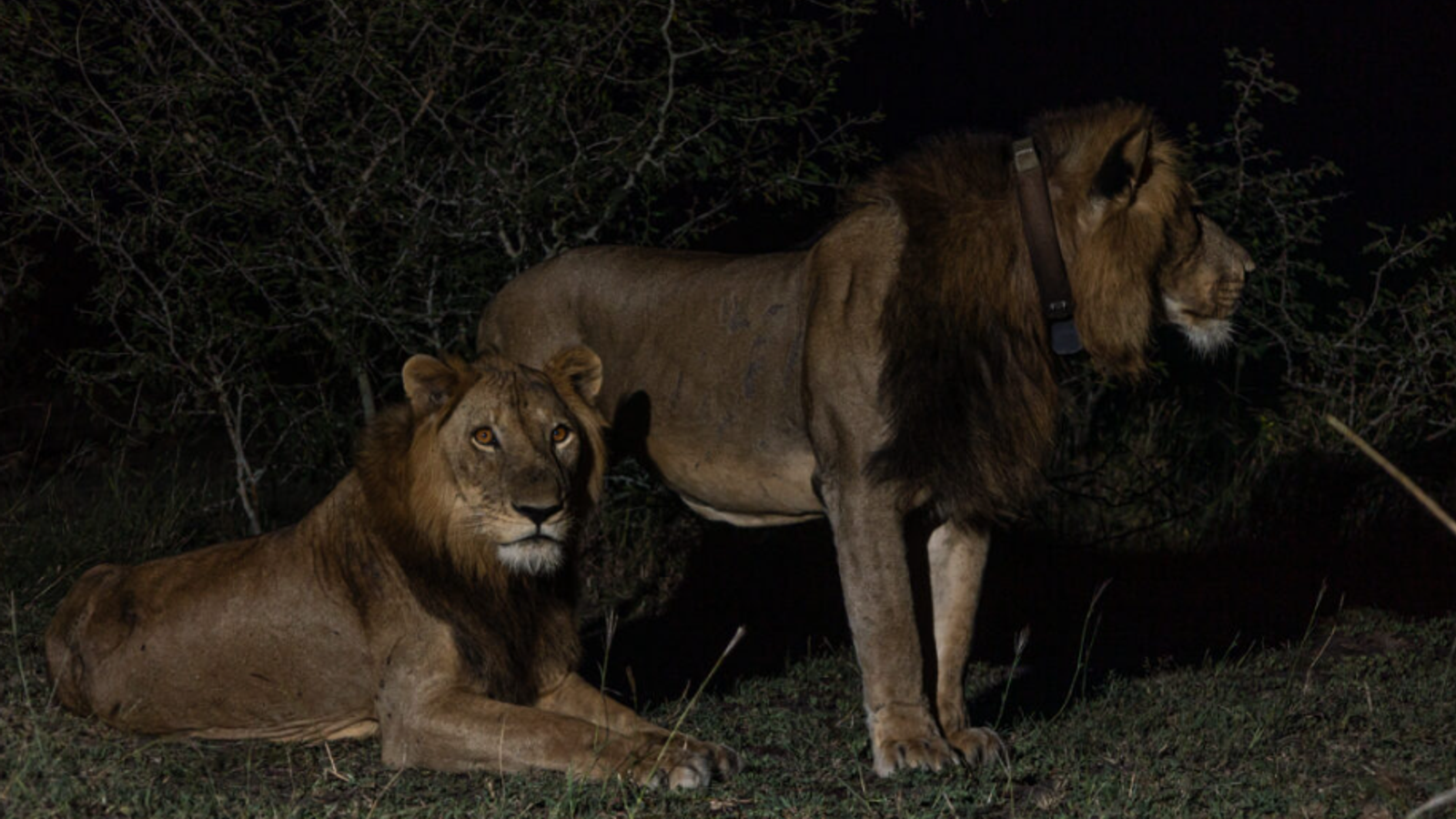 Three-legged lion makes 'longest swim ever' in crocodile-infested ...