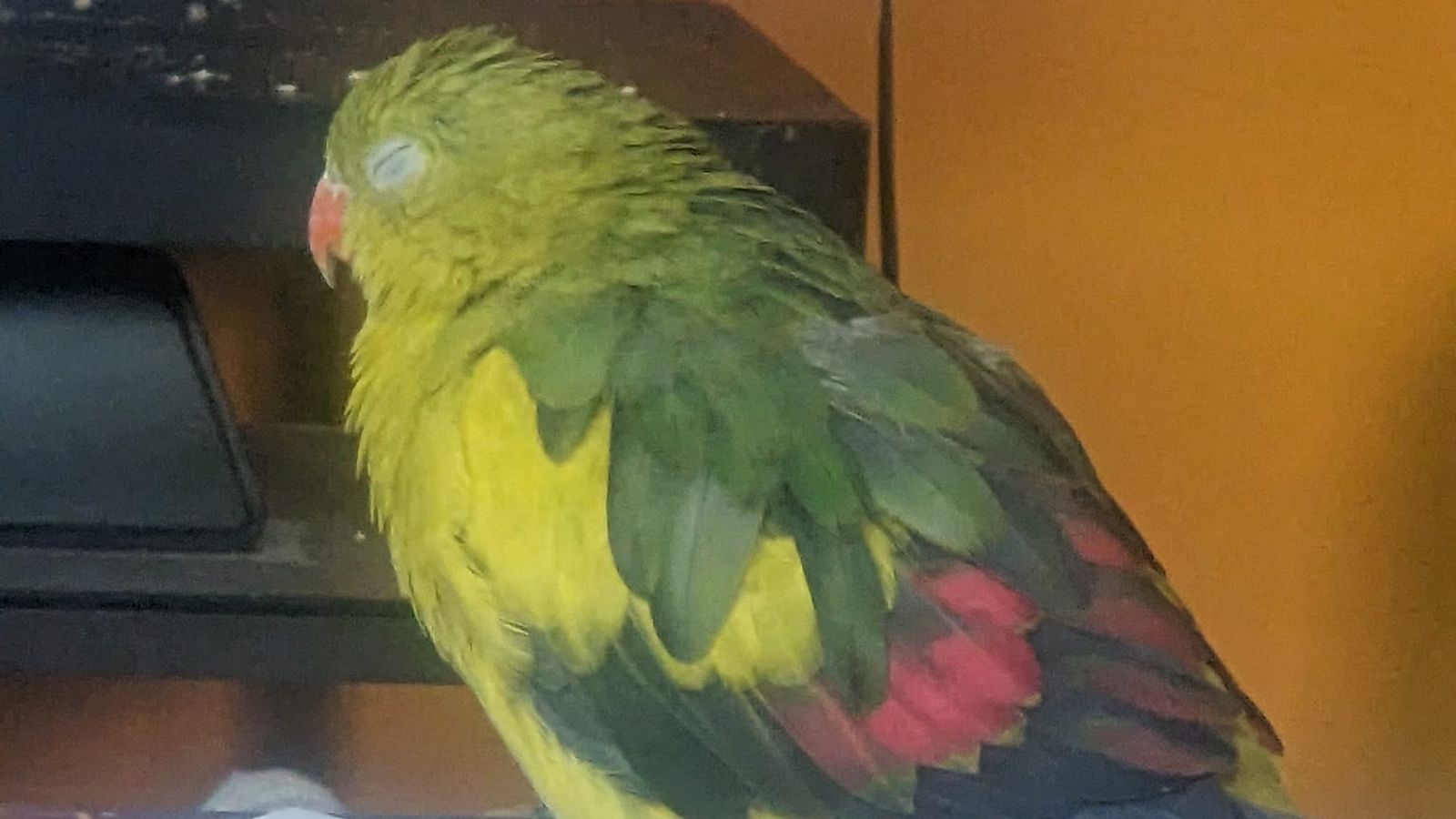 Parrot that escaped home found five miles away after 'wild weekend ...