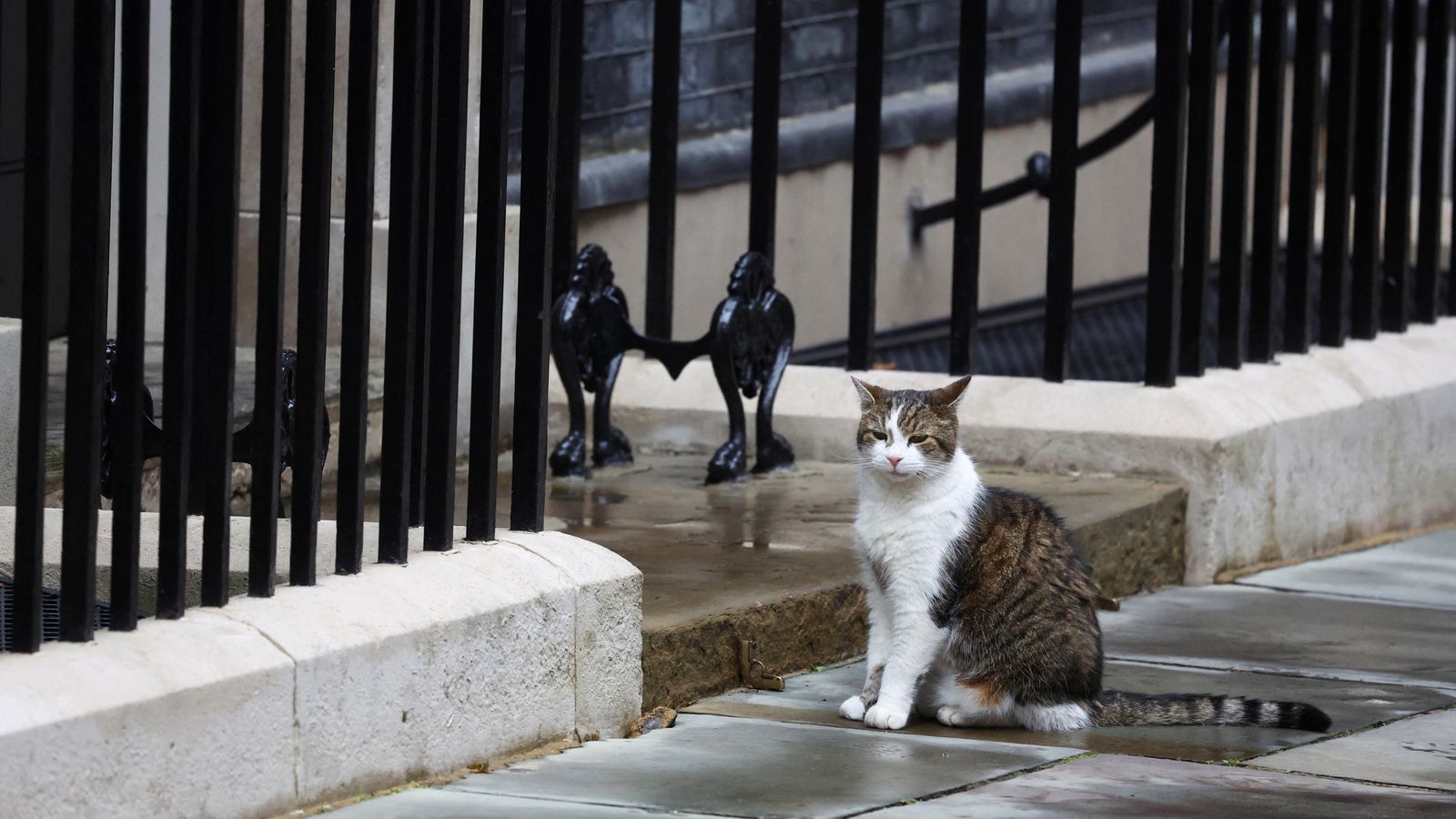 Larry the cat: Could there be a cat fight at Downing Street? | News UK ...