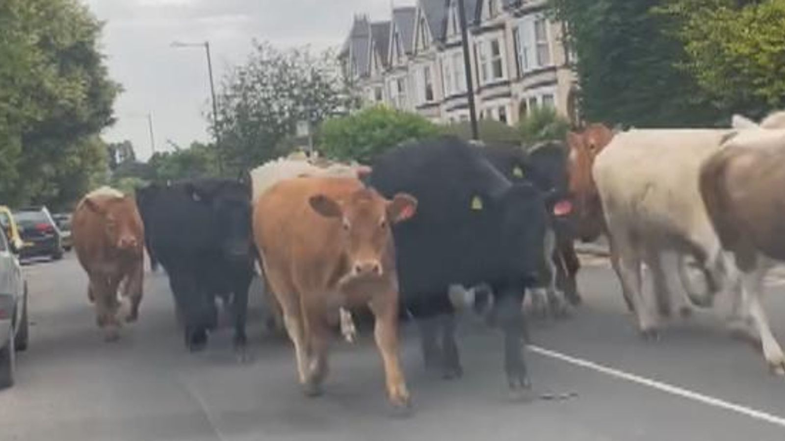 Herd of escaped cows run through residential streets in North Yorkshire ...