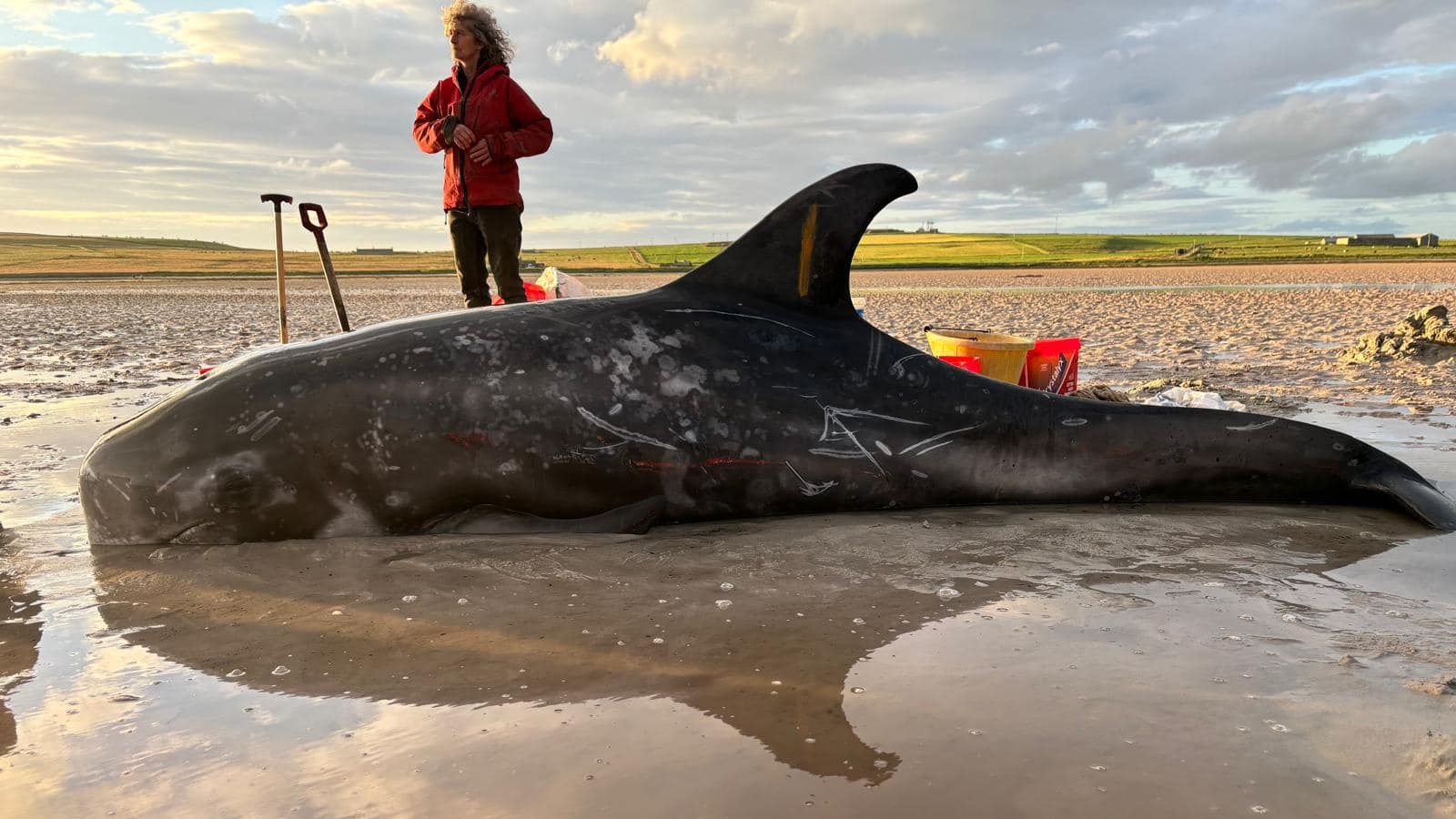 Members of the public help save stranded dolphins in Orkney | UK News ...