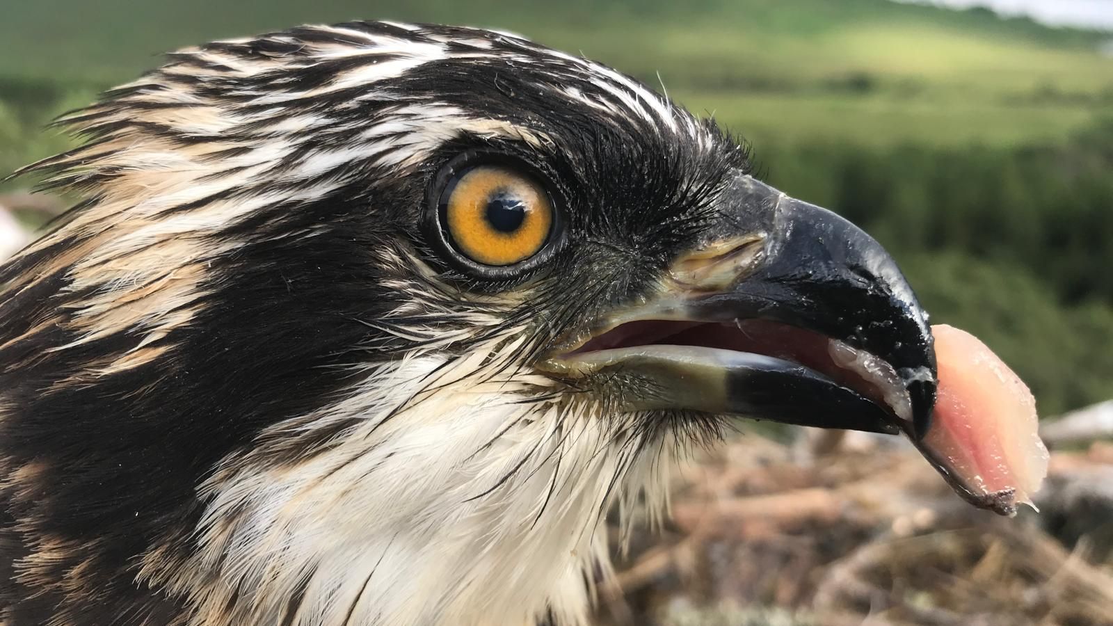 Osprey chicks to be relocated from UK to Spain amid concern over dad's ...