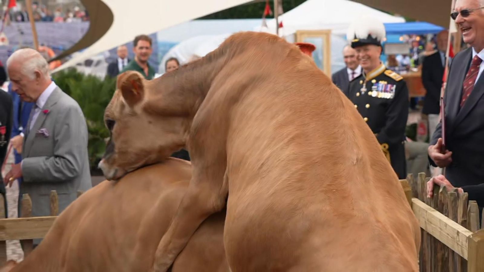 Queen Camilla can't stop laughing as one cow mounts another during ...