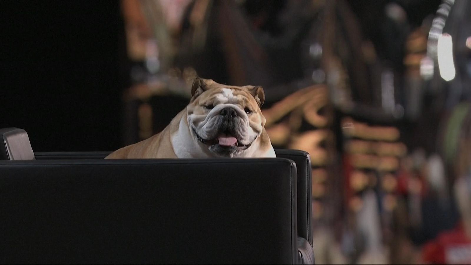 Governor's bulldog 'Babydog' steals show at the RNC | US News | Sky News