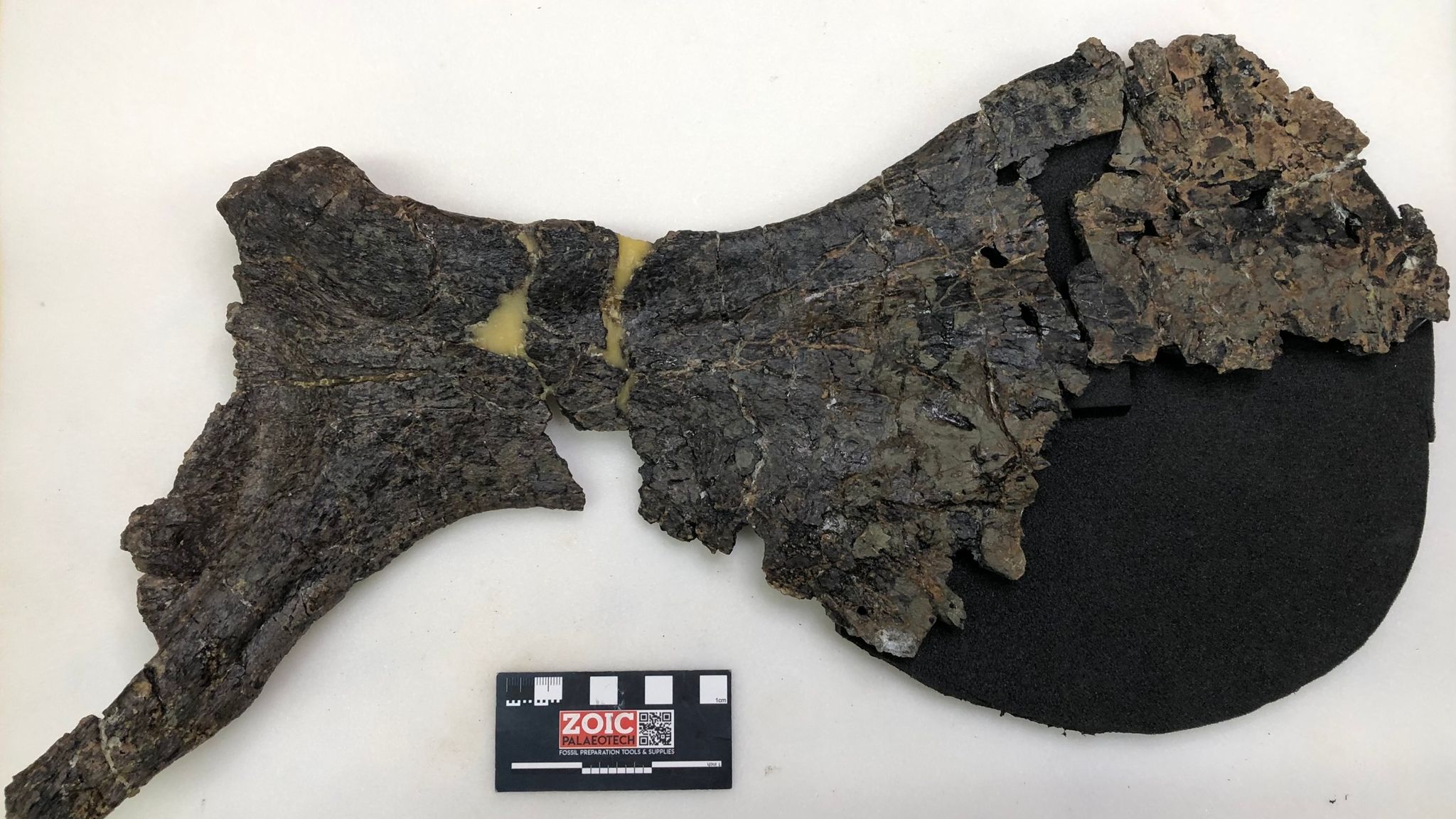 Most complete dinosaur fossil in a century discovered on the Isle of ...