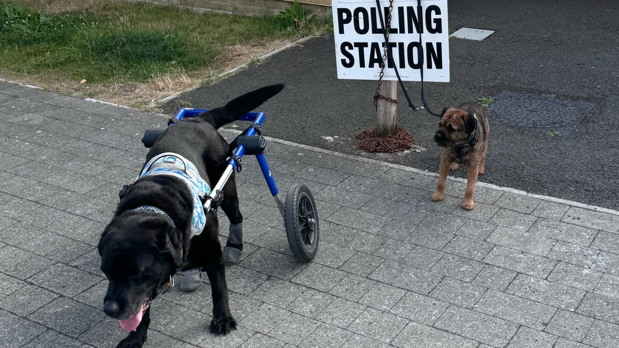 Dogs at polling stations: Your best pictures as general election takes ...
