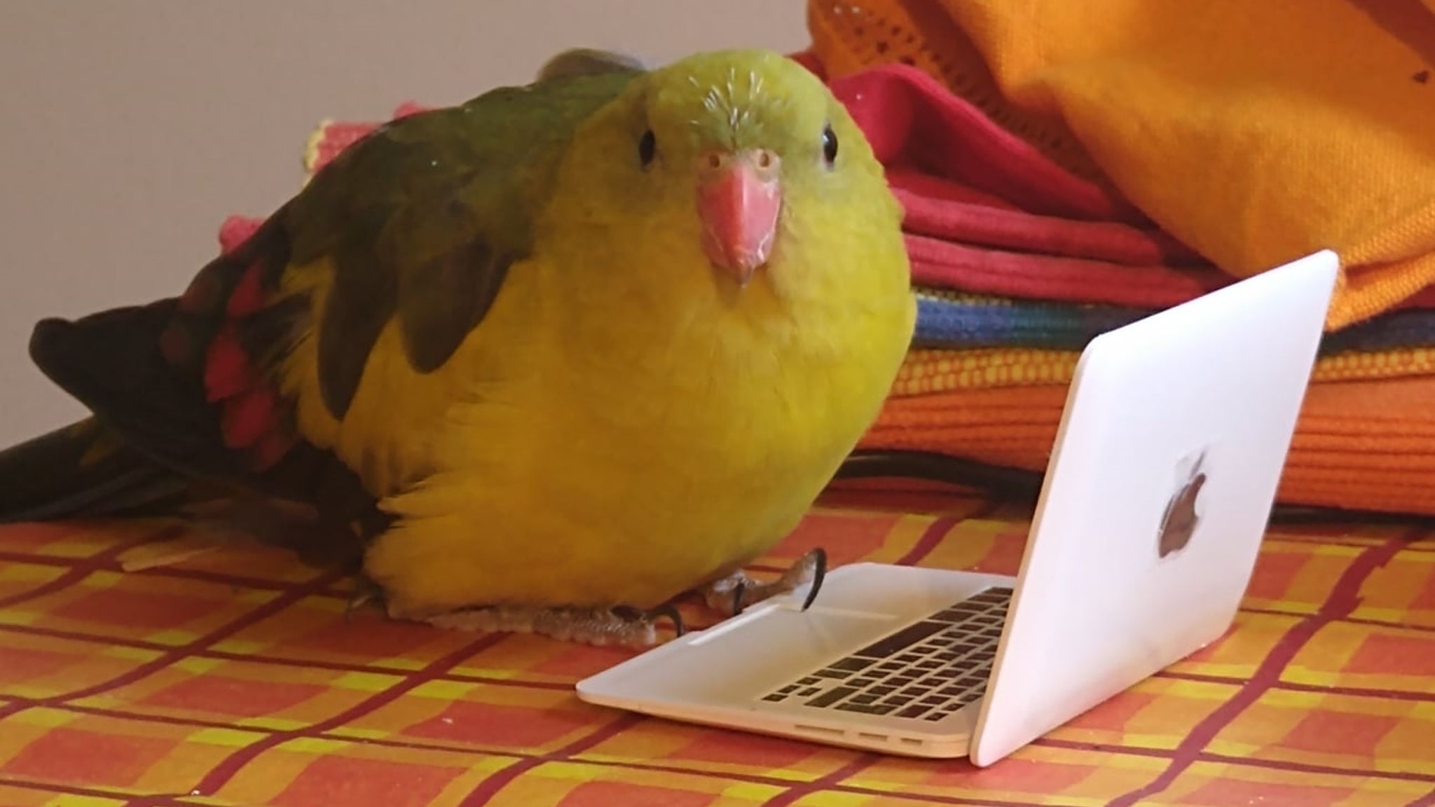 Parrot that escaped home found five miles away after 'wild weekend ...